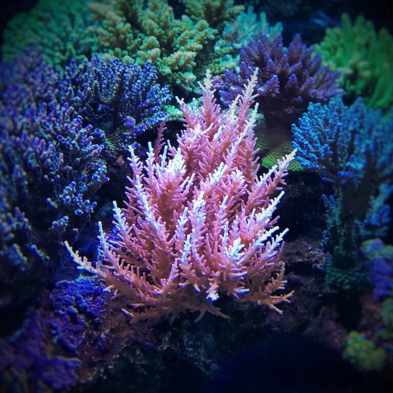 Guia Completo da Acropora Red Dragon - DinhoS Reef Animal